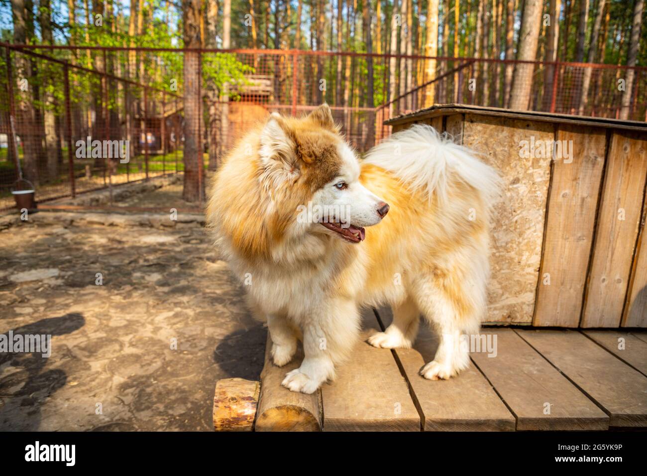 Purebred husky in an open-air cage at a dog farm Haskiland near ...