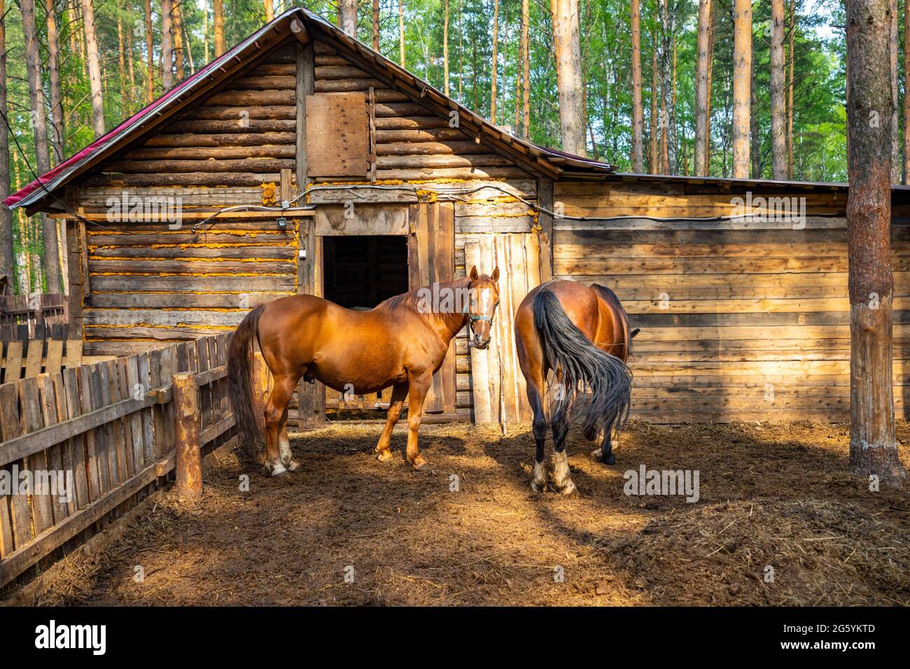 Farm animals in a private contact zoo Husky land in Kemerovo, Russia ...