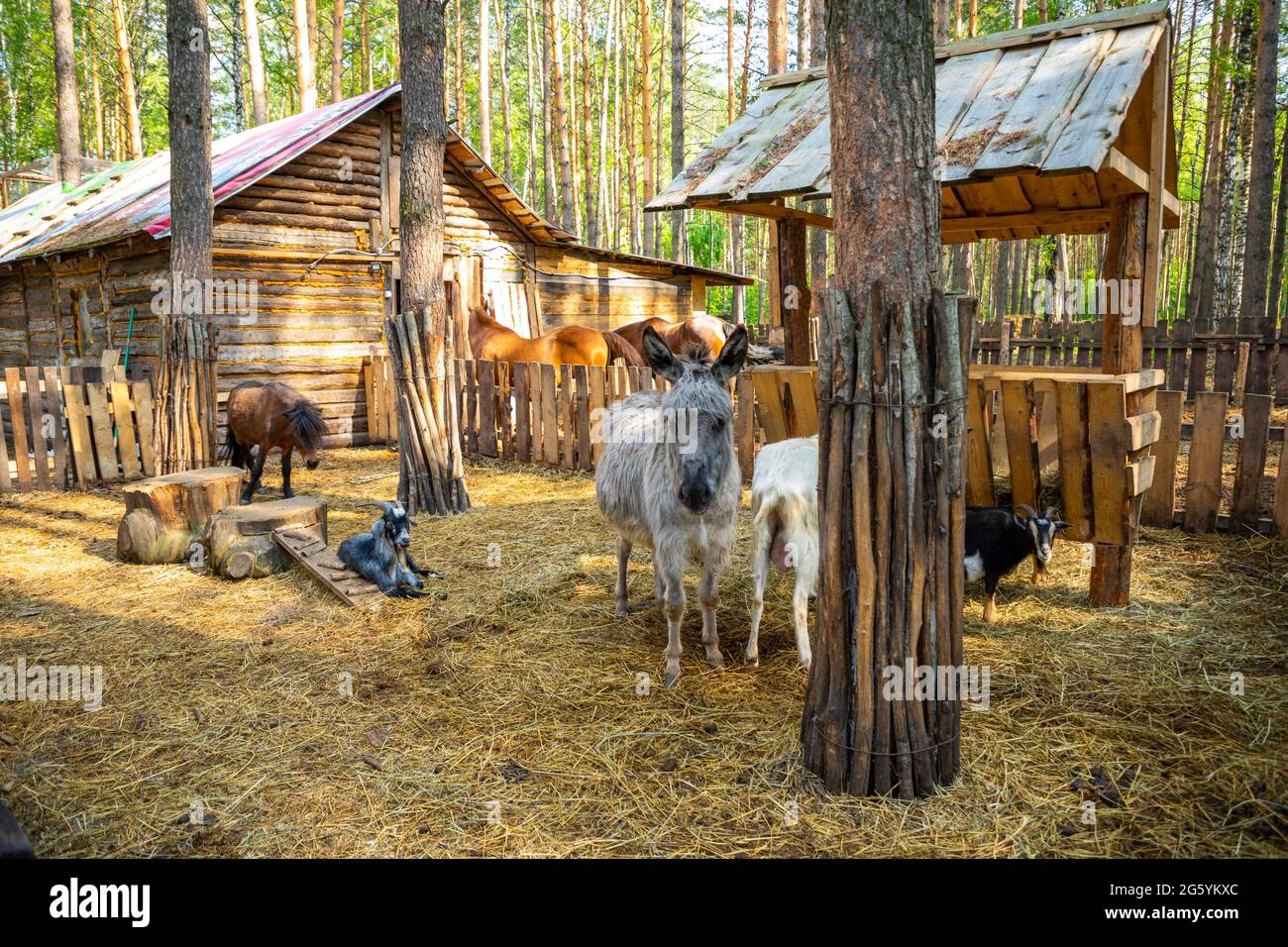 Farm animals in a private contact zoo Husky land in Kemerovo, Russia ...