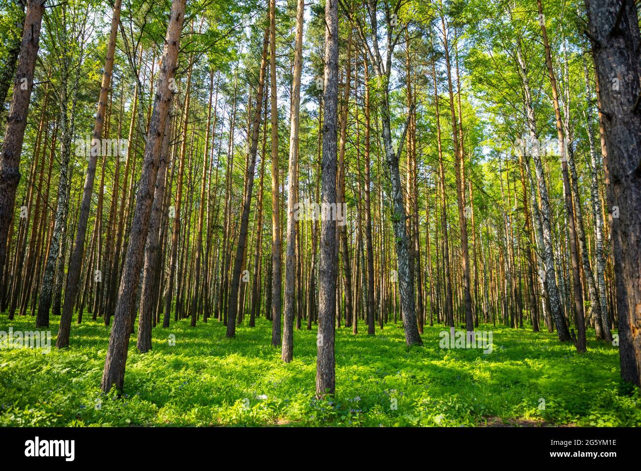 Summer spruce forest landscape in Siberia, Russia Stock Photo - Alamy