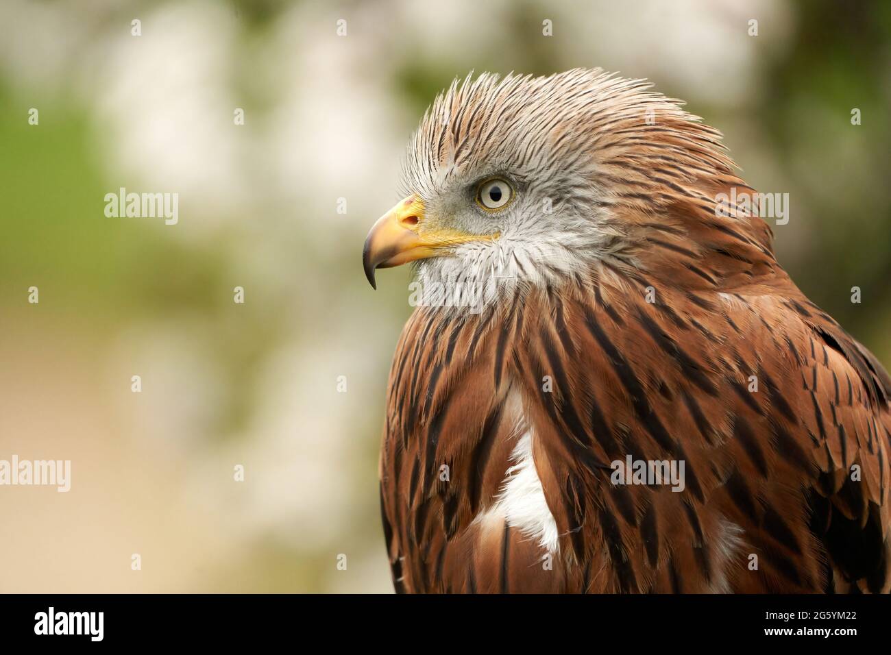 A head of a Red kite, bird of prey portrait,. In side view, yellow eye ...