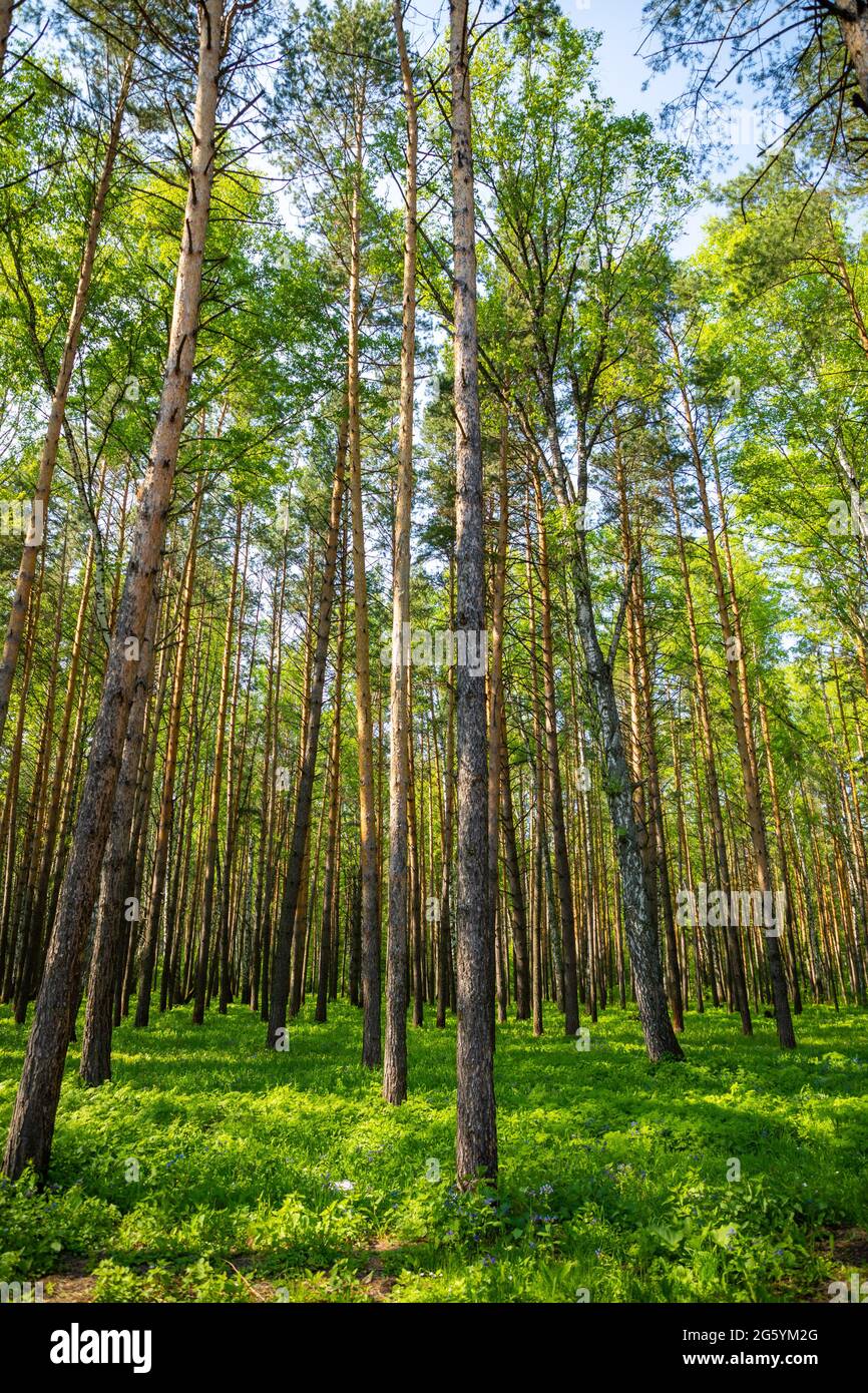Summer spruce forest landscape in Siberia, Russia Stock Photo - Alamy