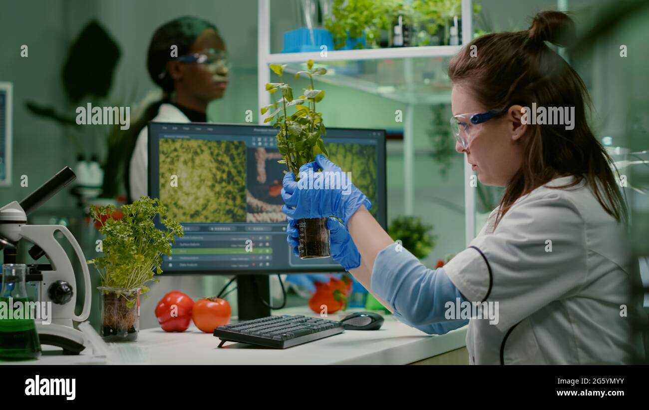 Biologist scientific doctor examining green sapling while typing on ...
