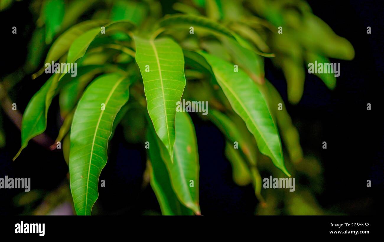 Mango leaves hi-res stock photography and images - Alamy