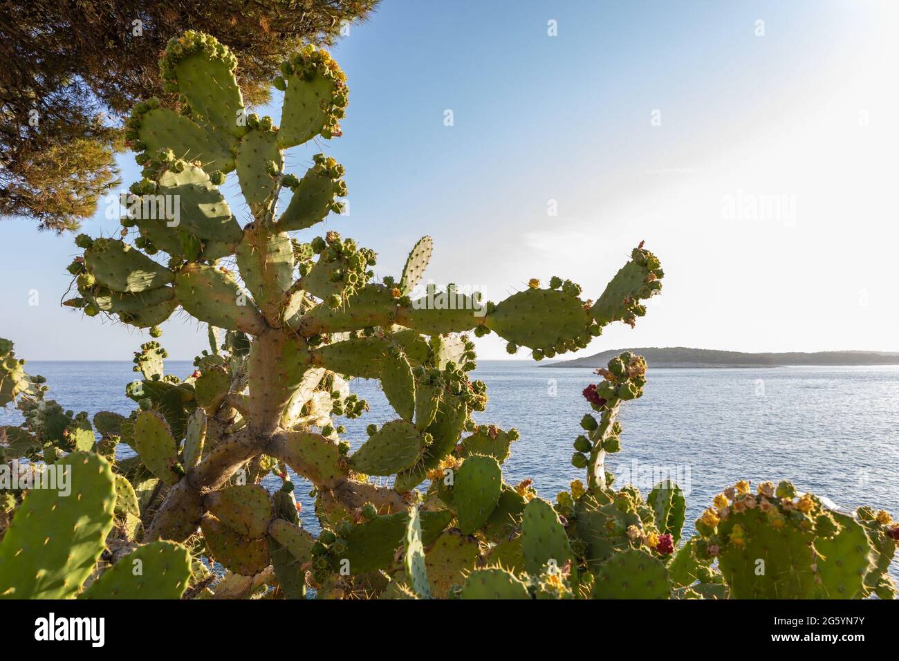 Beautiful prickly pear cactus in front of the ocean with flowers and ...