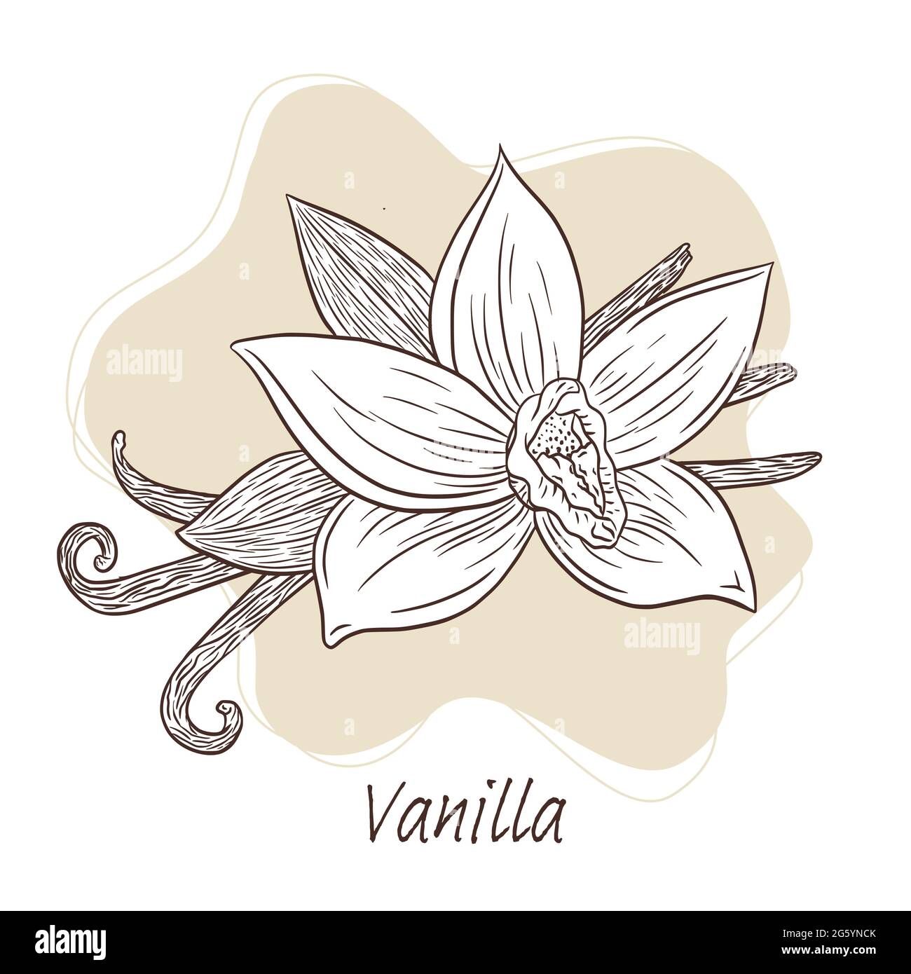 Hand drawn Vanilla blossom and sticks illustration for logo, recipe ...