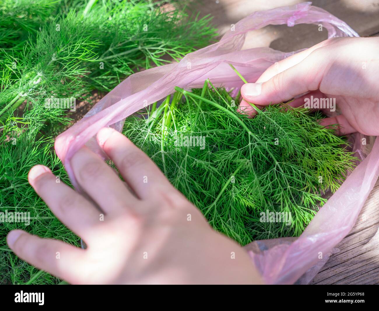 Top view over female hands collecting fresh bright green dill sprigs in ...