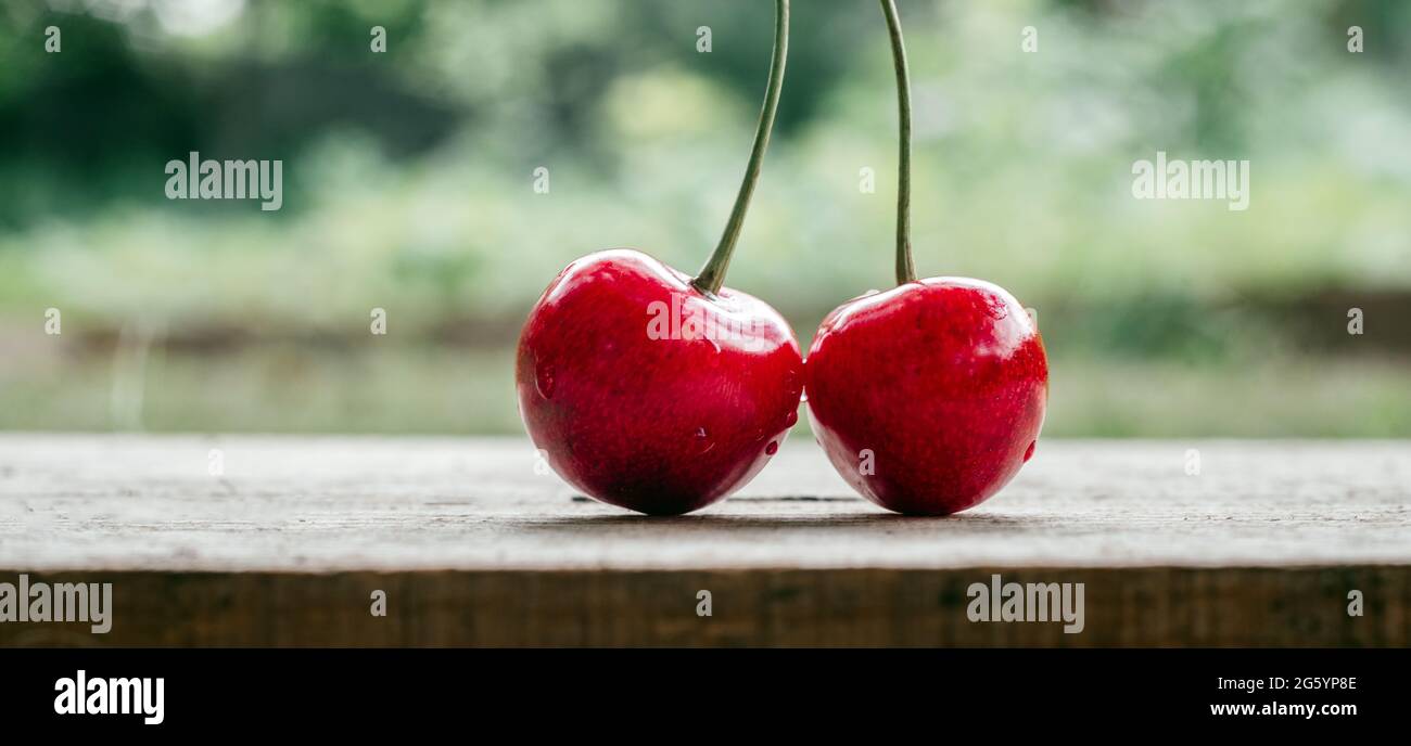 Delicious sweet cherry close-up on the wooden table with summer green ...