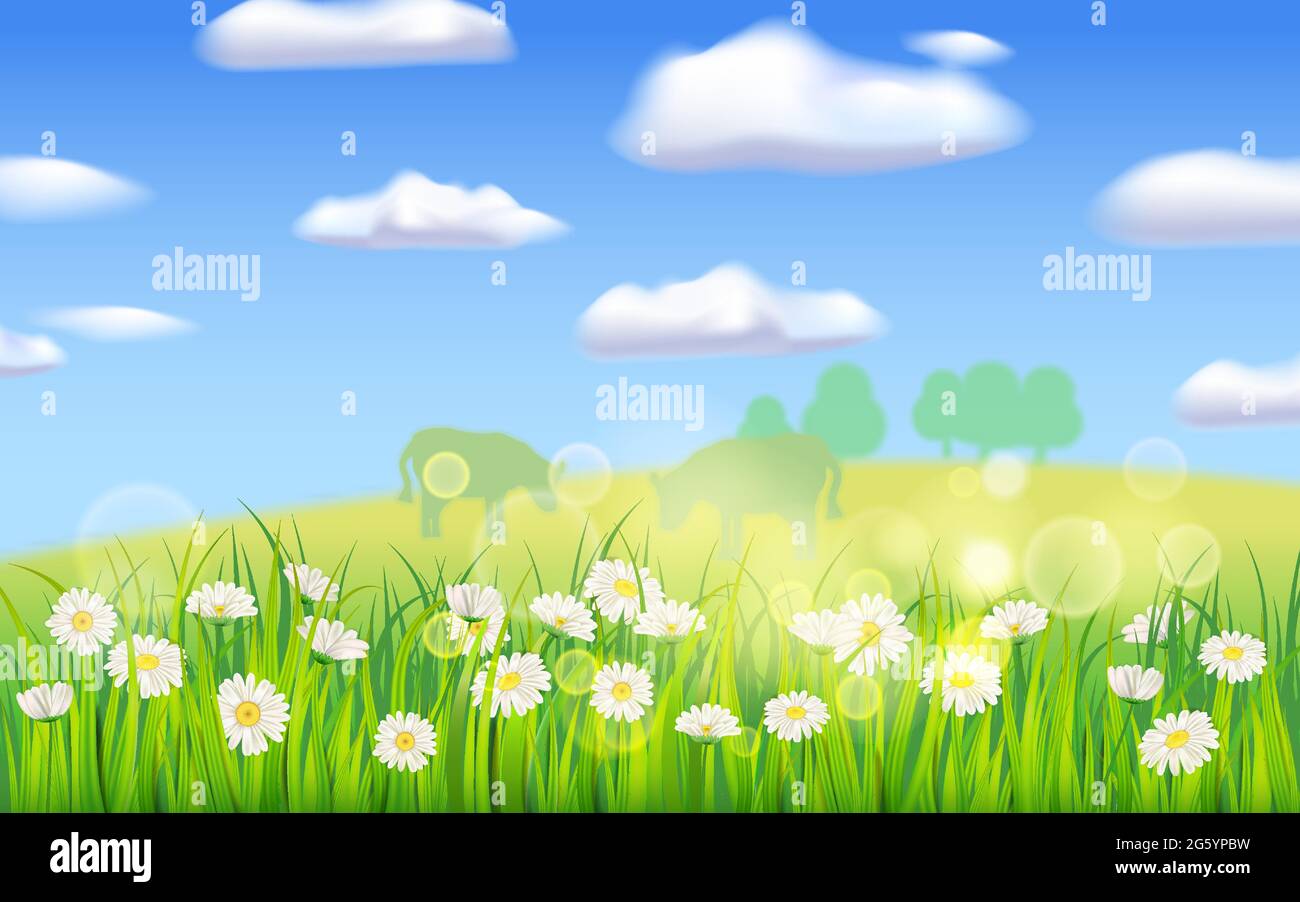 Spring landscape rural countryside, blooming daisies dandelions, rural ...