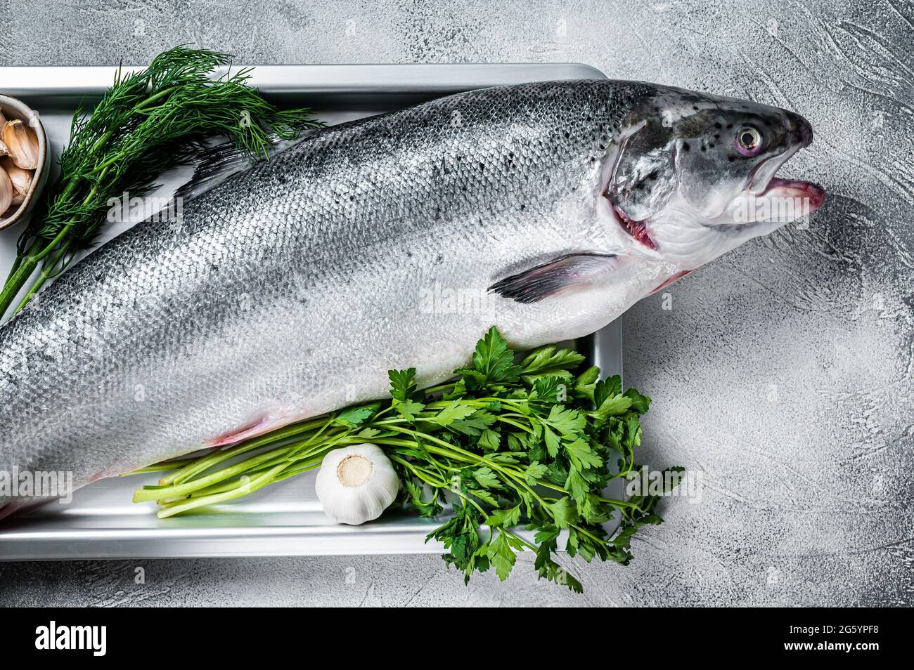 Raw uncooked sea salmon whole fish in a tray with herbs. White ...
