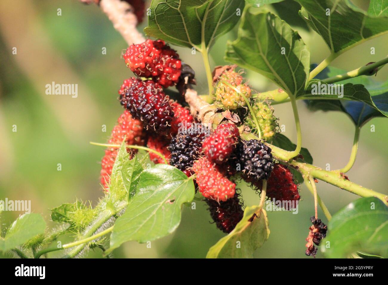 Buah mulberry hi-res stock photography and images - Alamy