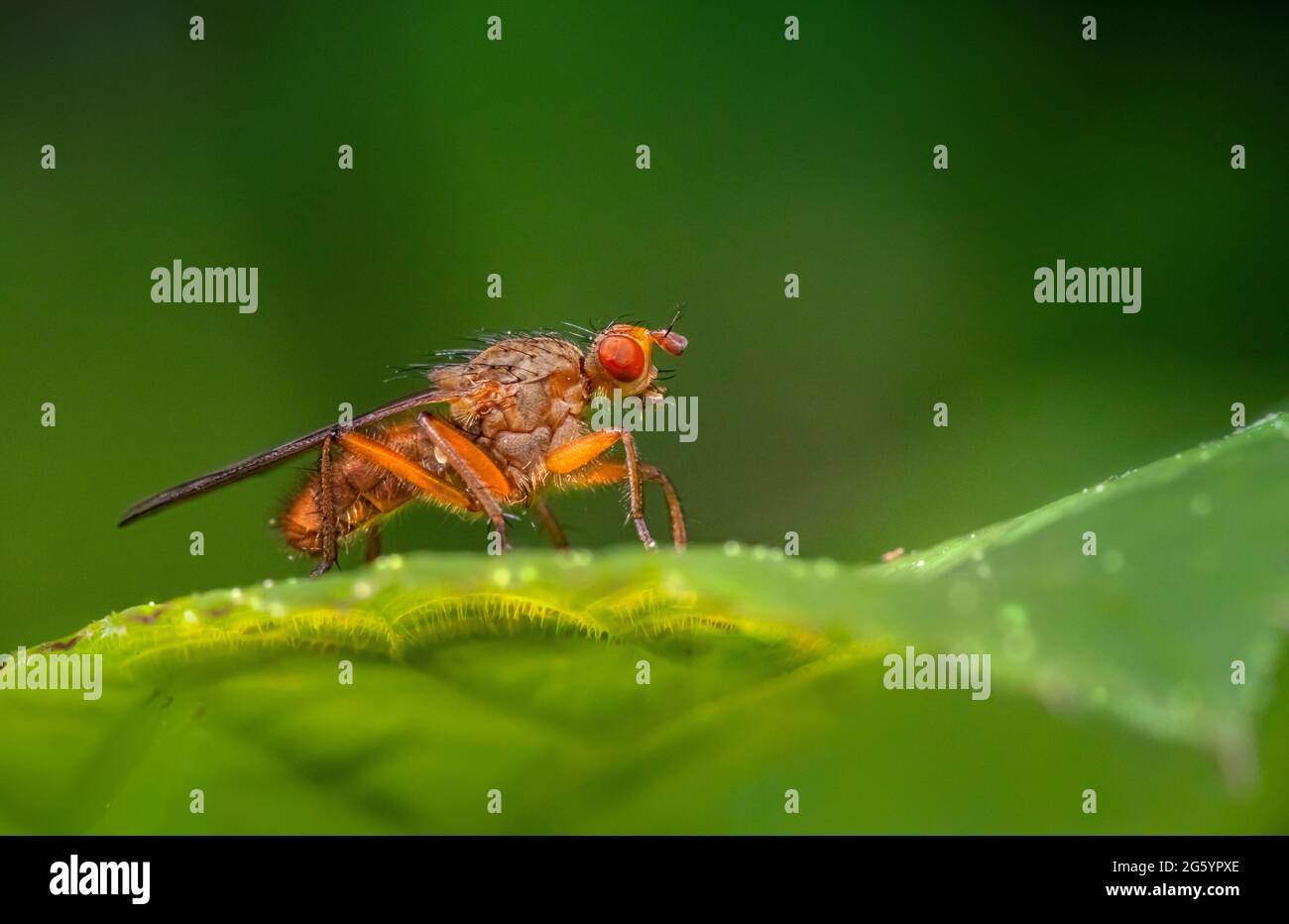 Portrait of a fly Stock Photo - Alamy