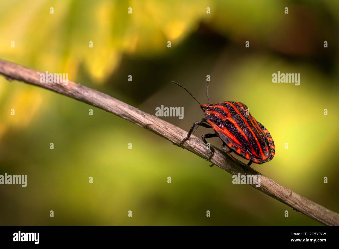Red striped spider hi-res stock photography and images - Alamy