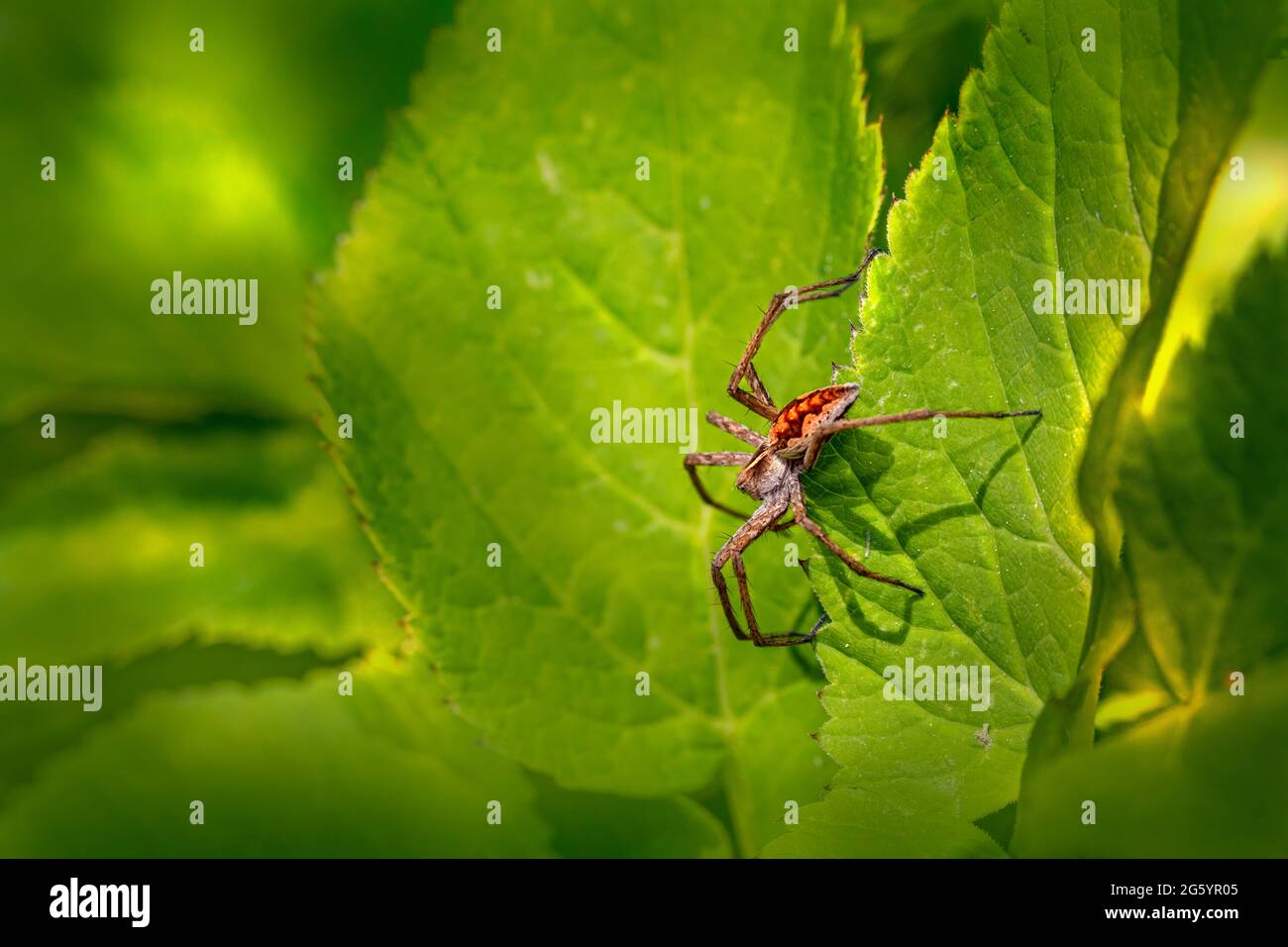 Portrait of a spider Stock Photo - Alamy
