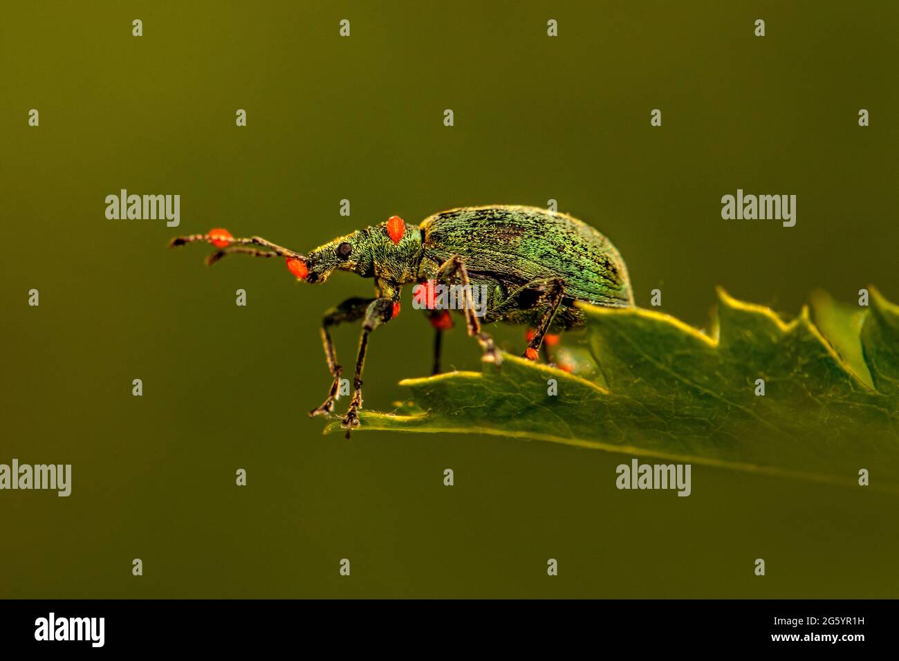 The Nettle Weevil (Phyllobius Stock Photo - Alamy
