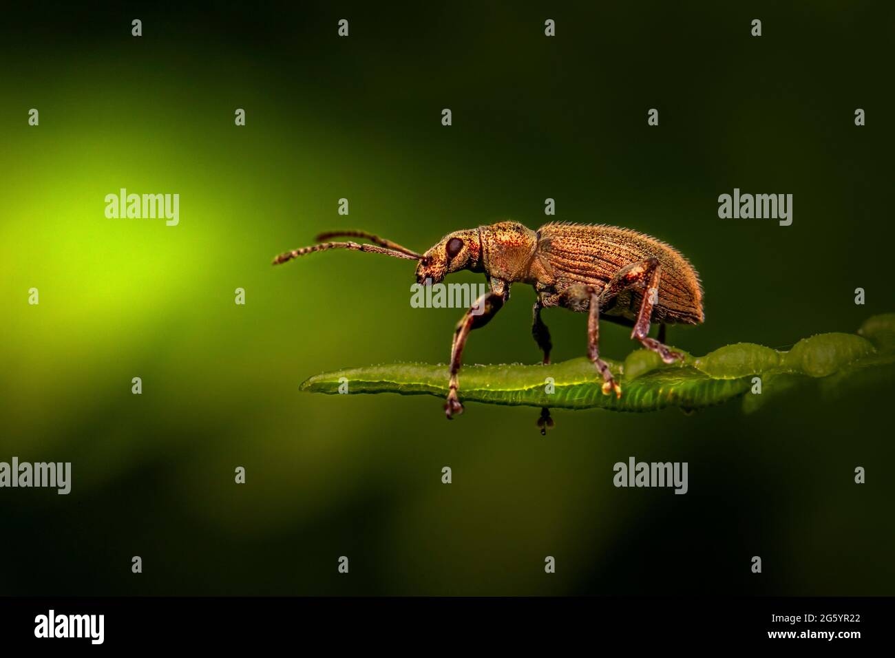 Small nettle weevil hi-res stock photography and images - Alamy