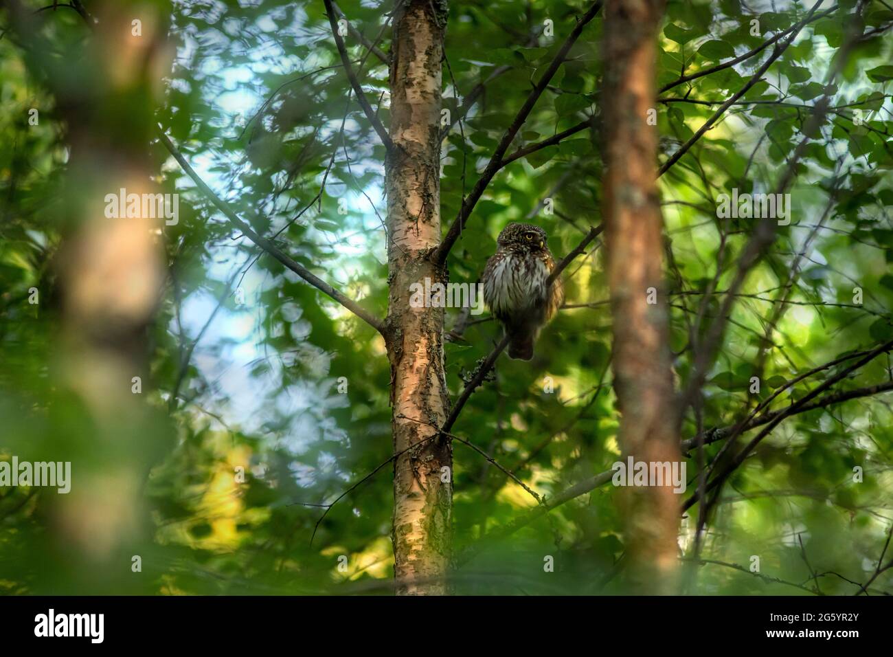 Eurasian pygmy owl (Glaucidium passerinum Stock Photo - Alamy