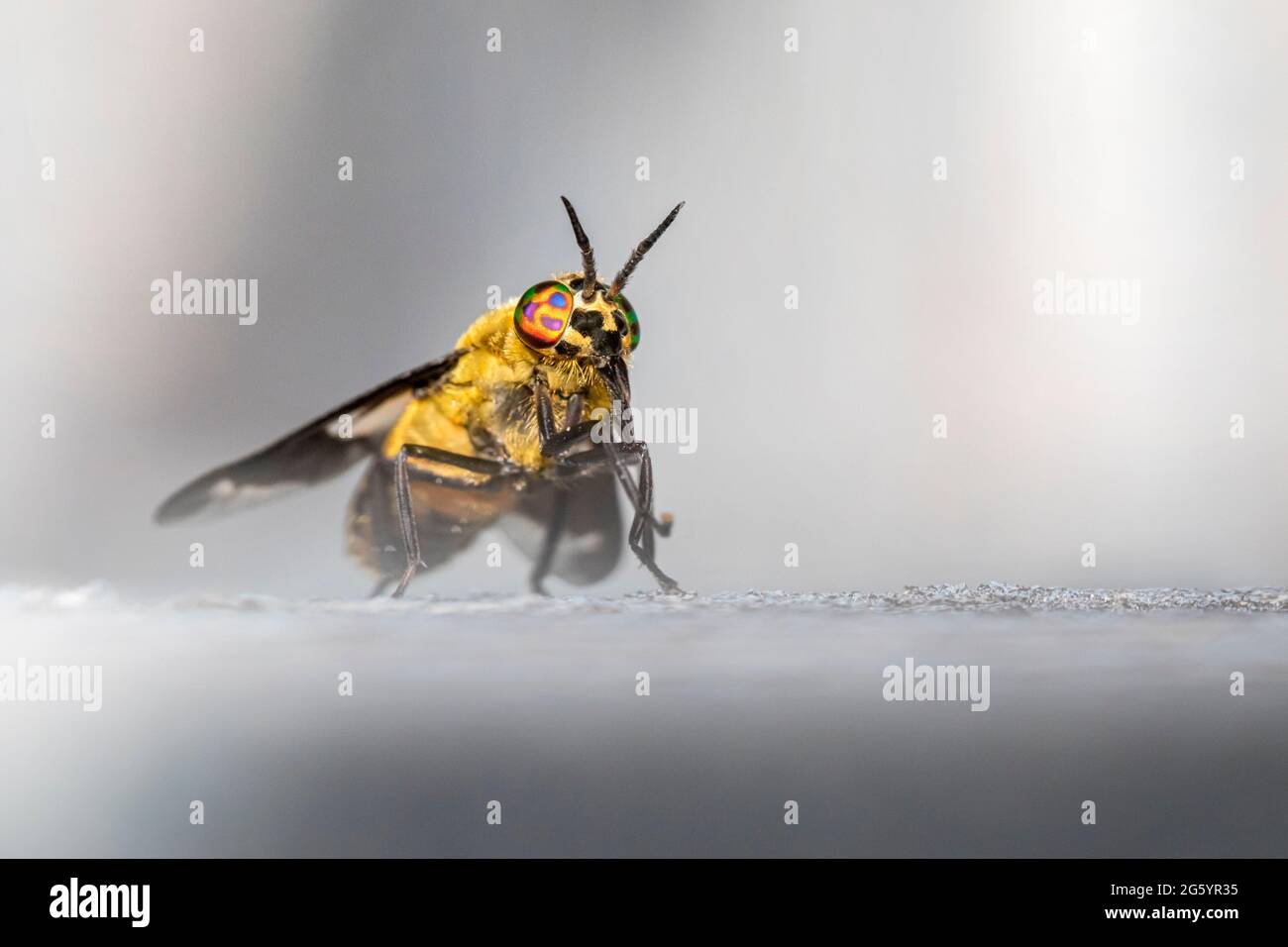Splayed Deerfly (Chrysops caecutiens Stock Photo - Alamy
