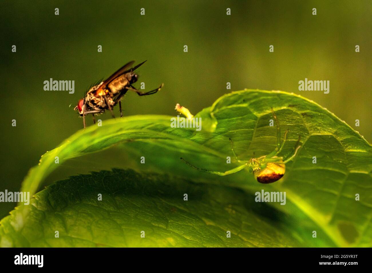 Black deerfly hi-res stock photography and images - Alamy
