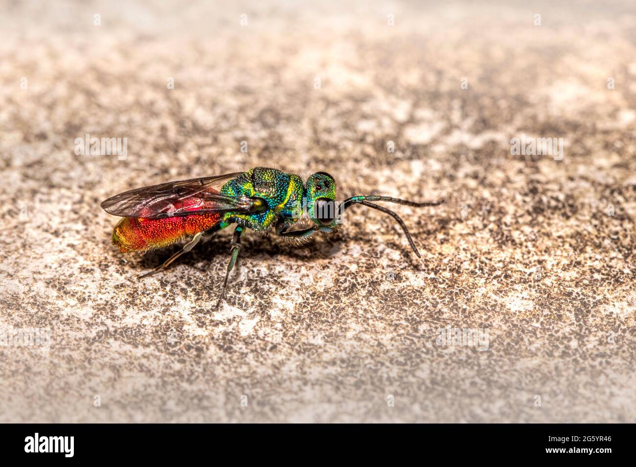 Hairy wood ant hi-res stock photography and images - Alamy