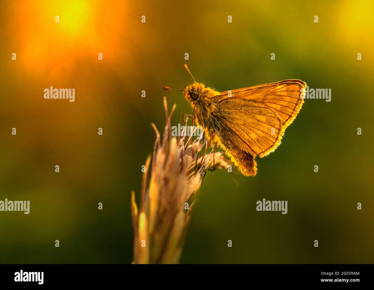 Splayed Deerfly (Chrysops caecutiens Stock Photo - Alamy