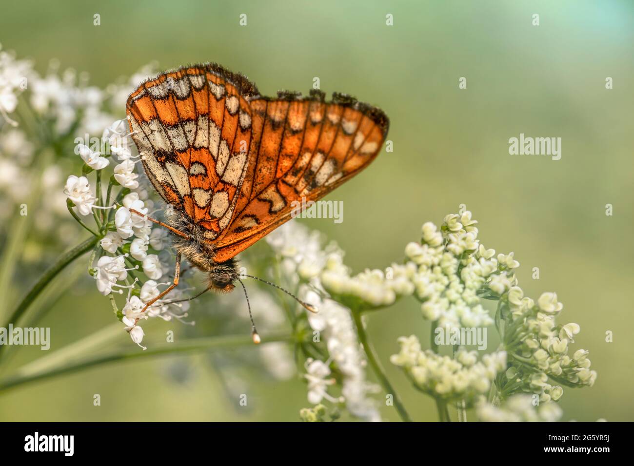 Splayed Deerfly (Chrysops caecutiens Stock Photo - Alamy