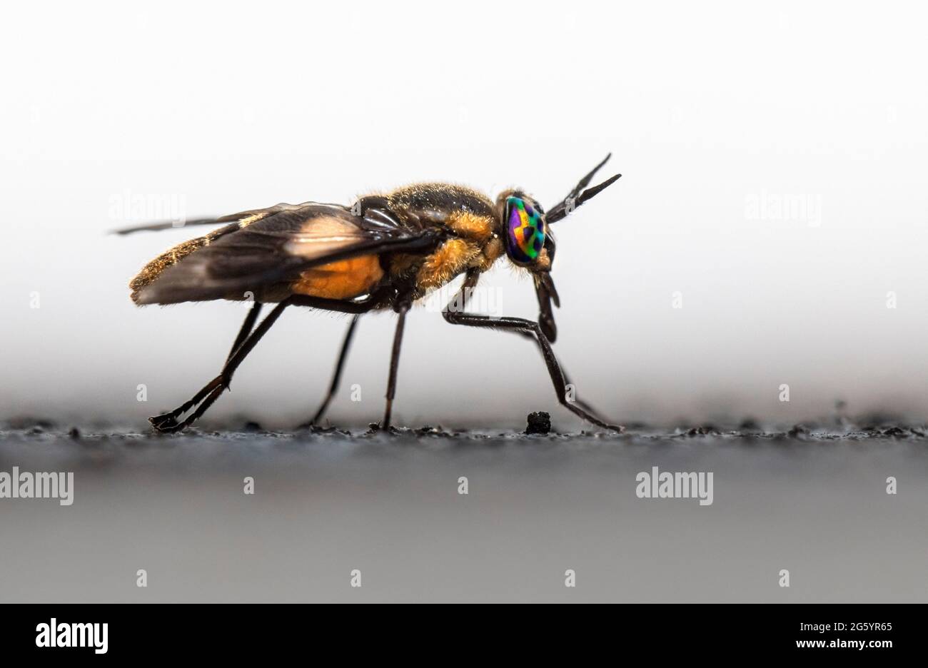 Splayed Deerfly (Chrysops caecutiens Stock Photo - Alamy