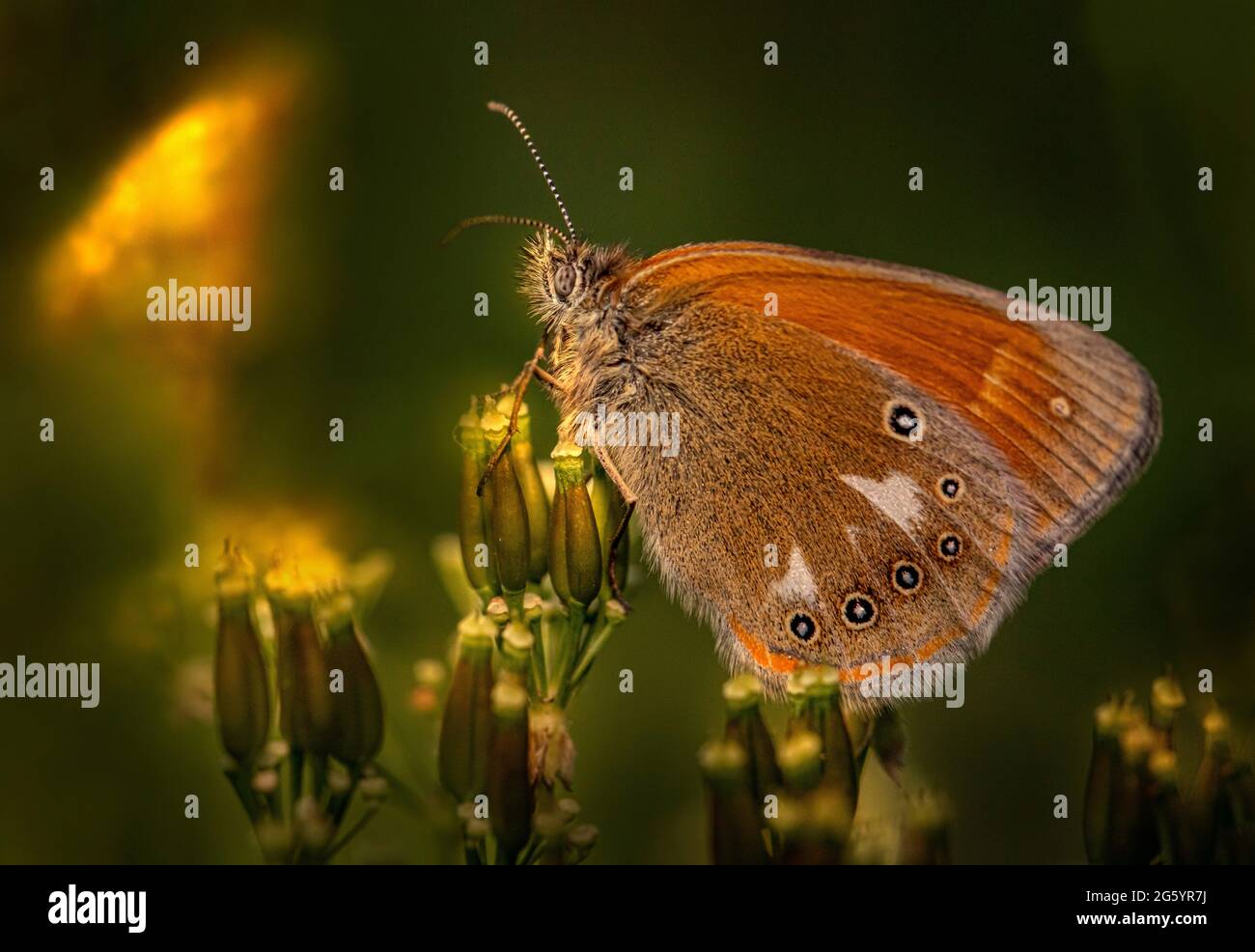 Portrait of a butterfly Stock Photo - Alamy