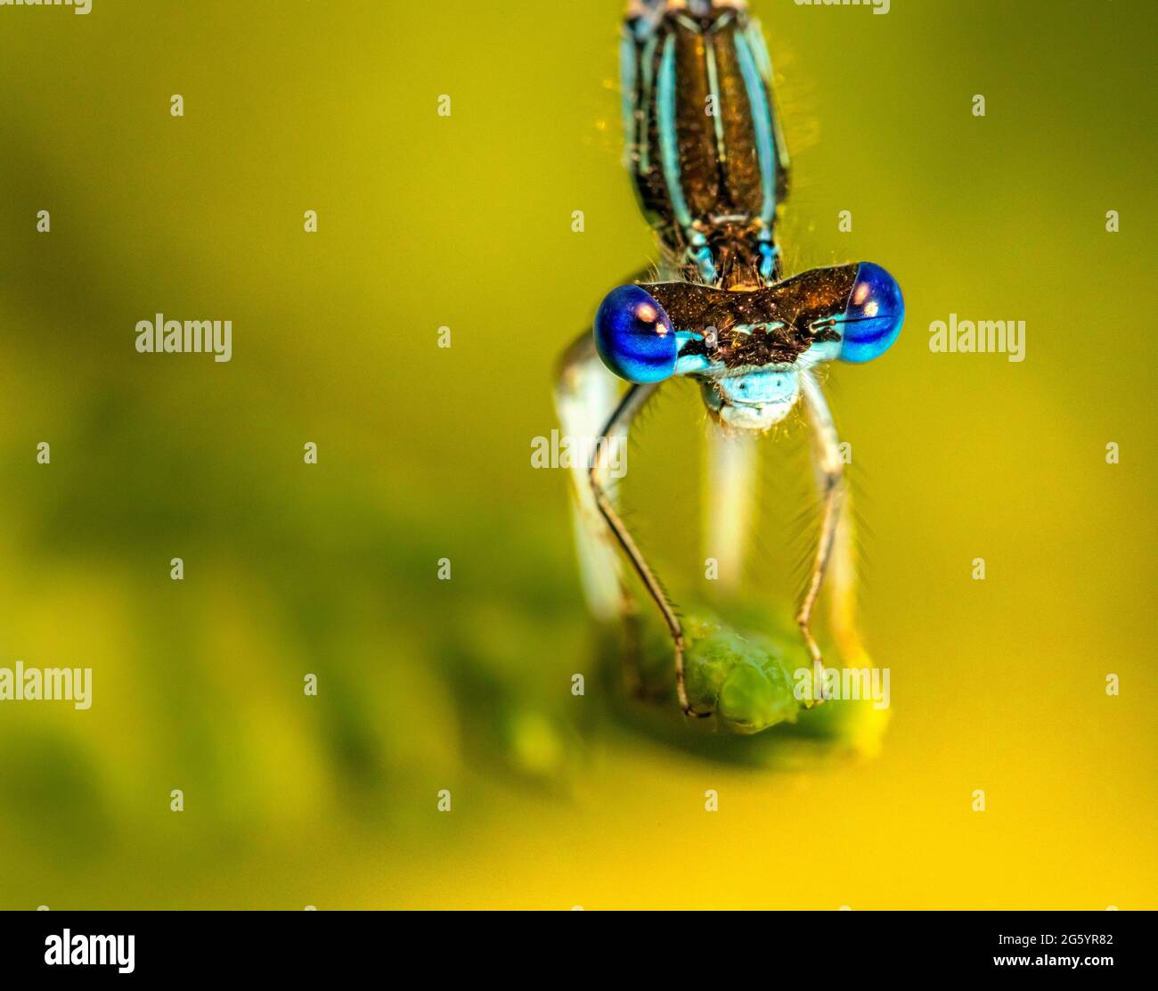 Blue darter hi-res stock photography and images - Alamy