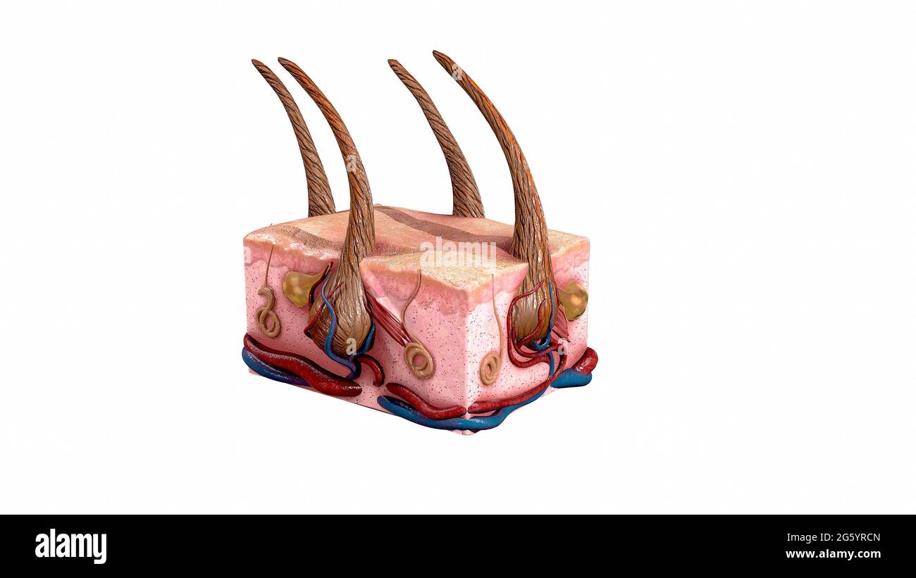 Redness skin Cut Out Stock Images & Pictures - Alamy