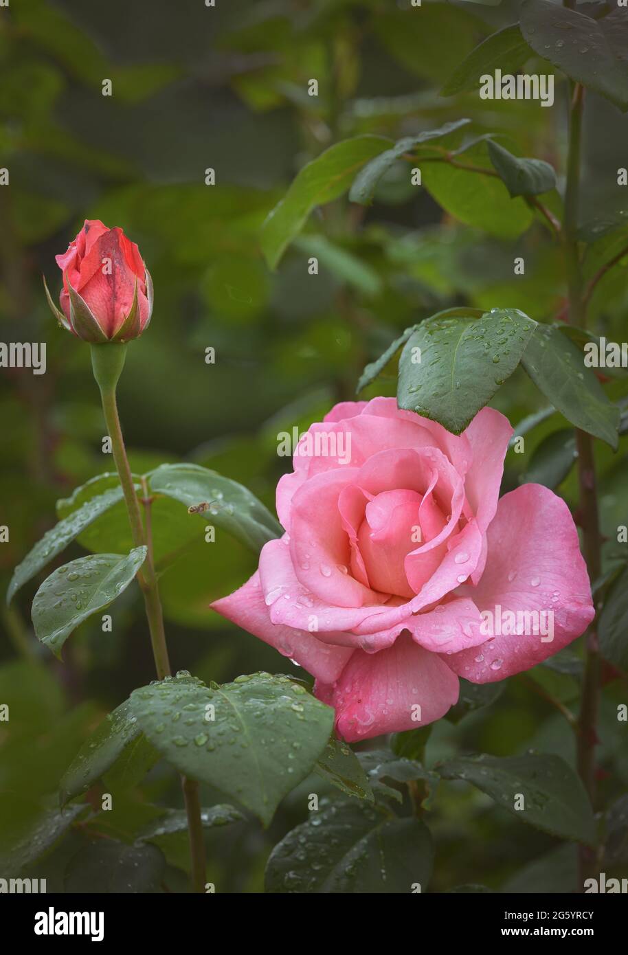 pink rose in portrait format Stock Photo - Alamy