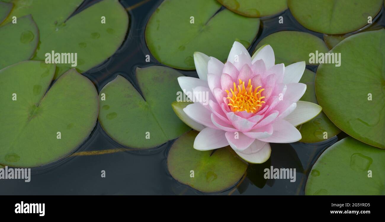 Banner with pink water lily hi-res stock photography and images - Alamy