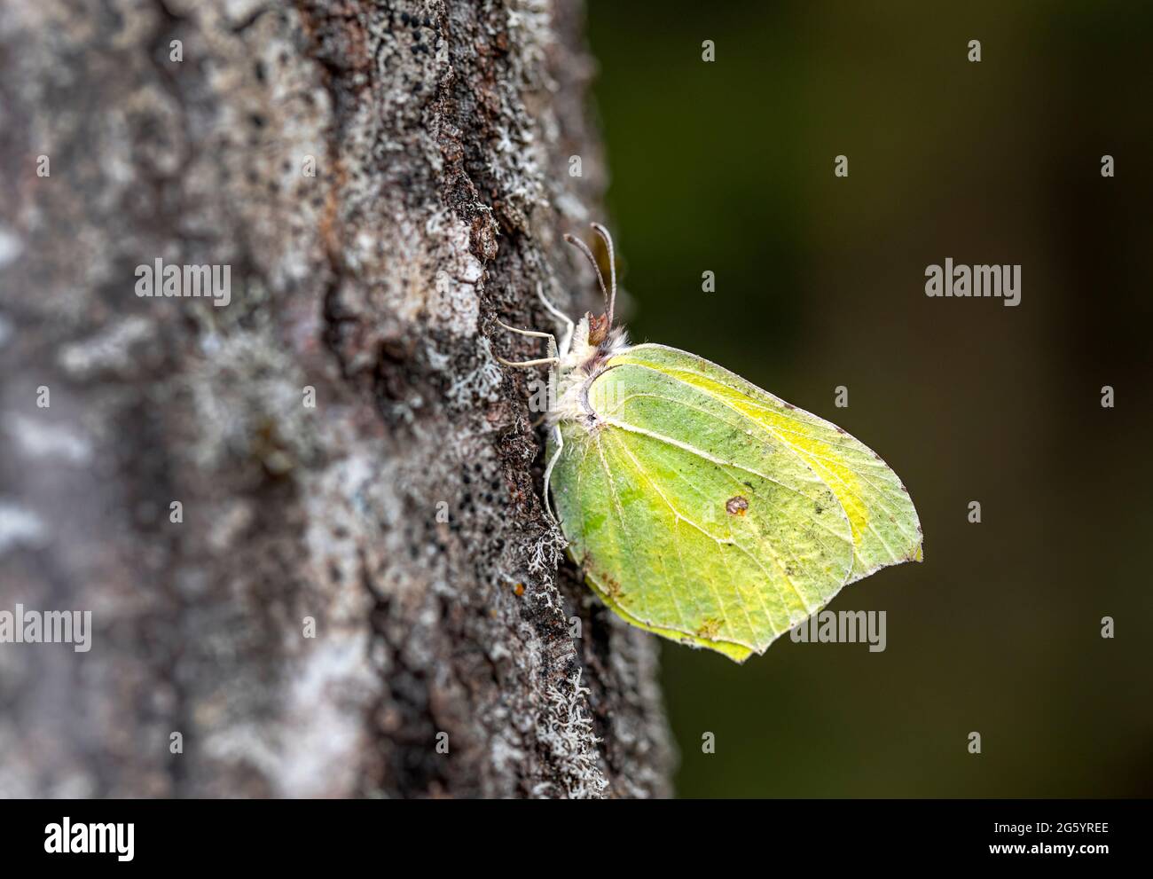 Flying brimstone butterfly hi-res stock photography and images - Alamy