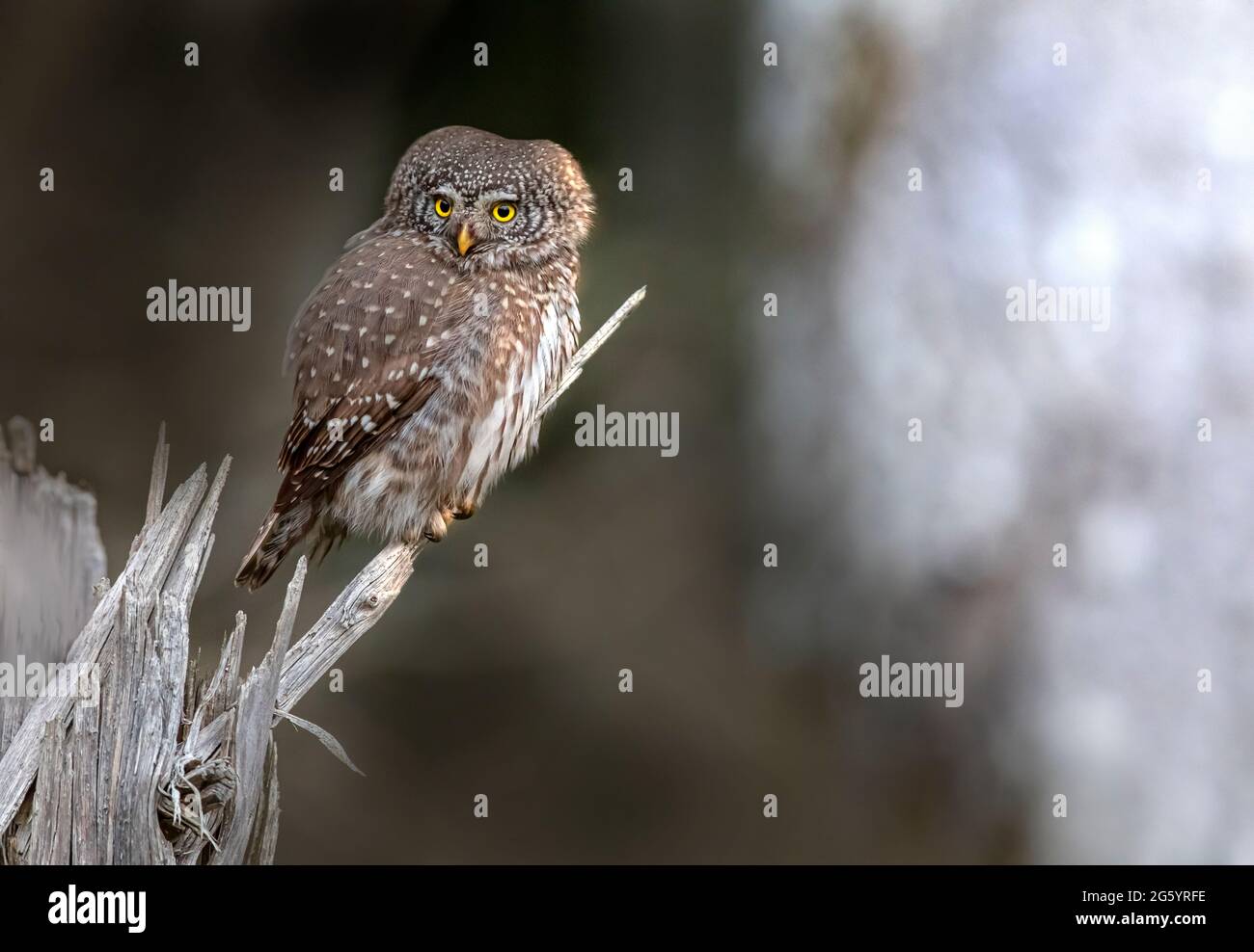 Eurasian pygmy owl (Glaucidium passerinum Stock Photo - Alamy