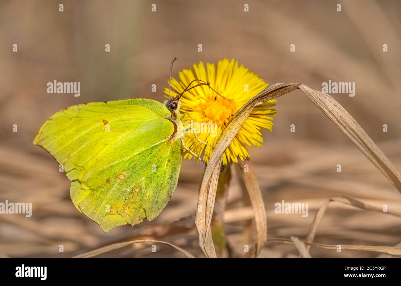 Flying brimstone butterfly hi-res stock photography and images - Alamy