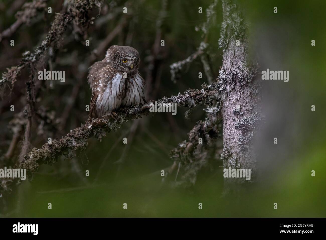 Eurasian pygmy owl (Glaucidium passerinum Stock Photo - Alamy