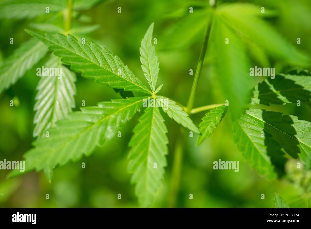 Close up young leaf cannabis hi-res stock photography and images - Alamy