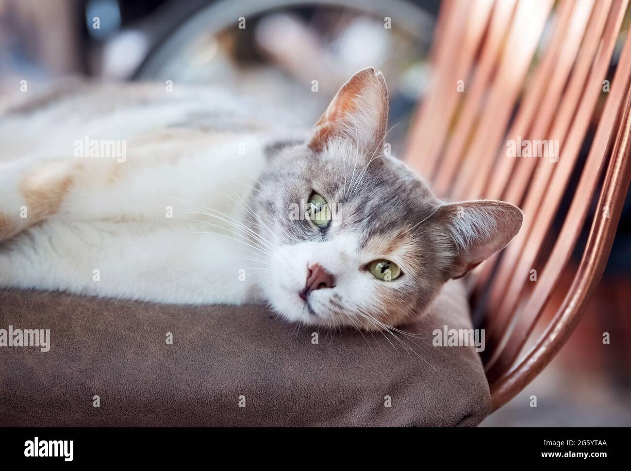 Lying down on chair hi-res stock photography and images - Alamy