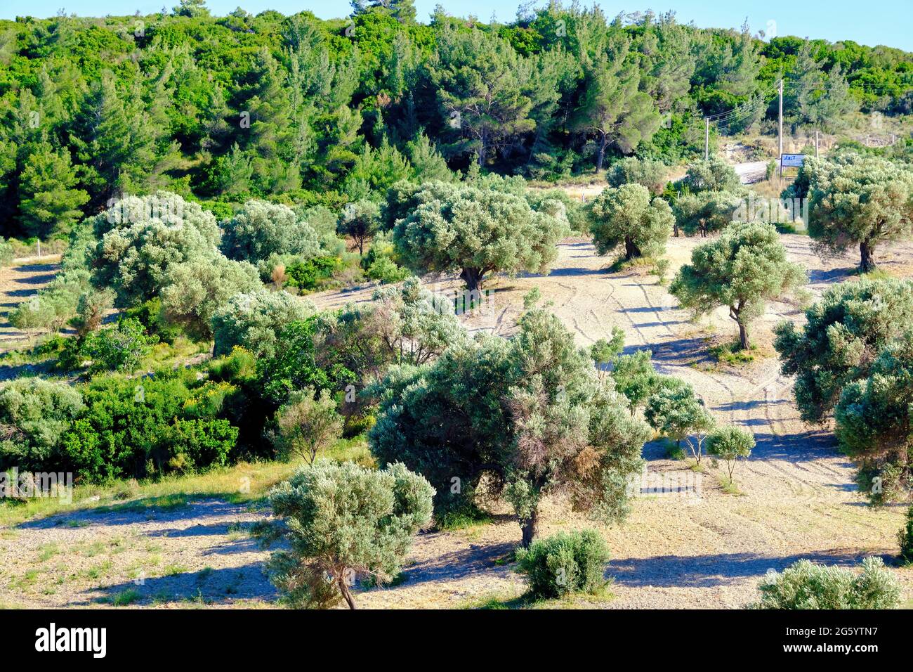Olive grove turkey hi-res stock photography and images - Alamy