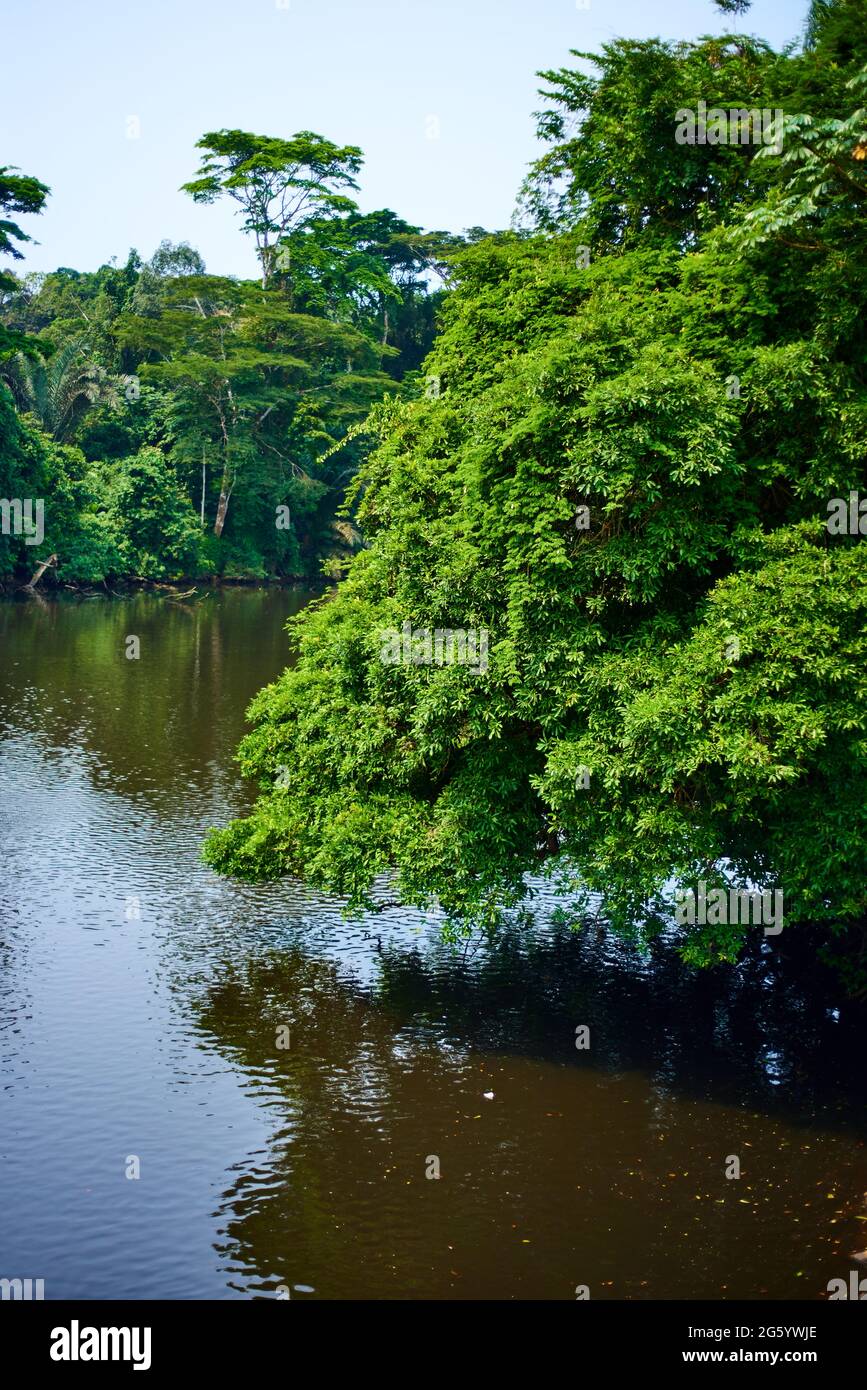 River in the African tropical rain forest, partly covered by a tree ...