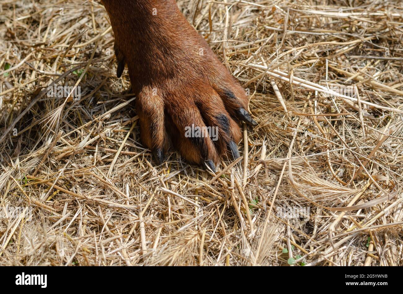 Danger of Dry Foxtails for Your Dog concept. Front Paw Rottweiler ...