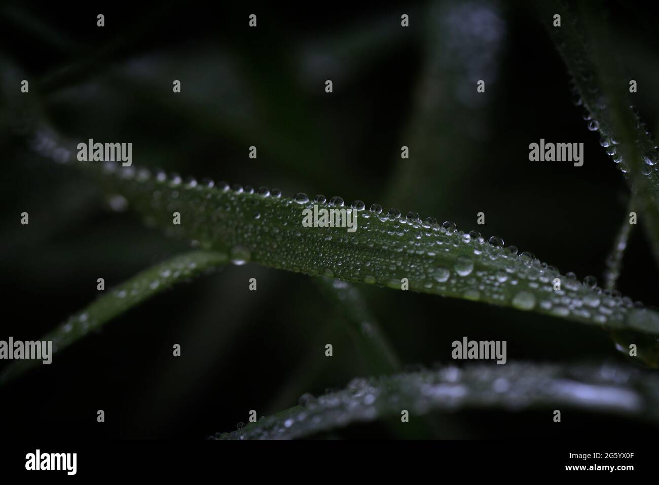 Dewdrops on nature hi-res stock photography and images - Alamy