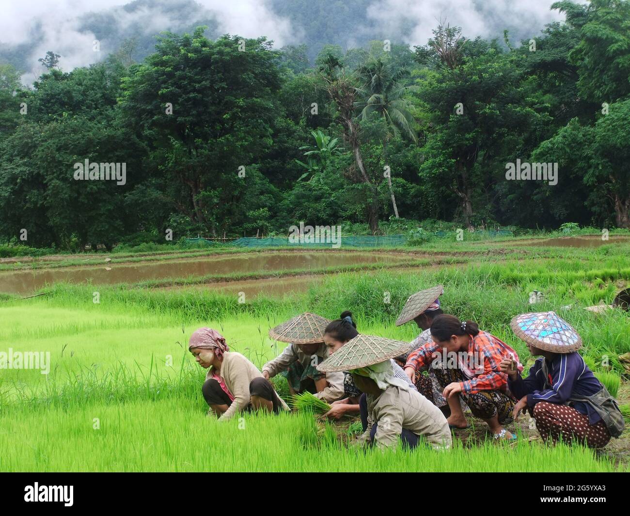Rice Farmers in a Karen Village, Thailand Stock Photo - Alamy