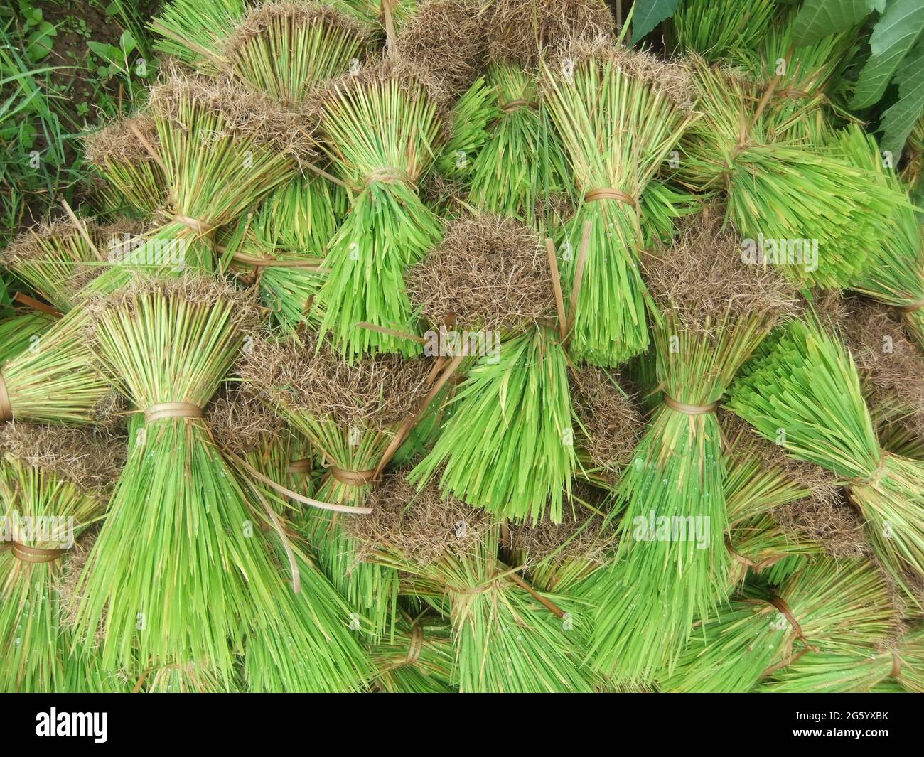 Transplanted rice hi-res stock photography and images - Alamy