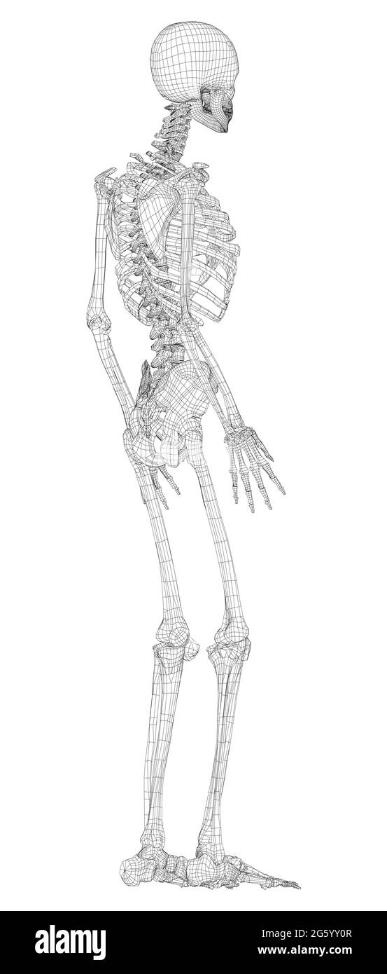 Human skeleton. Vector Stock Vector Image & Art - Alamy