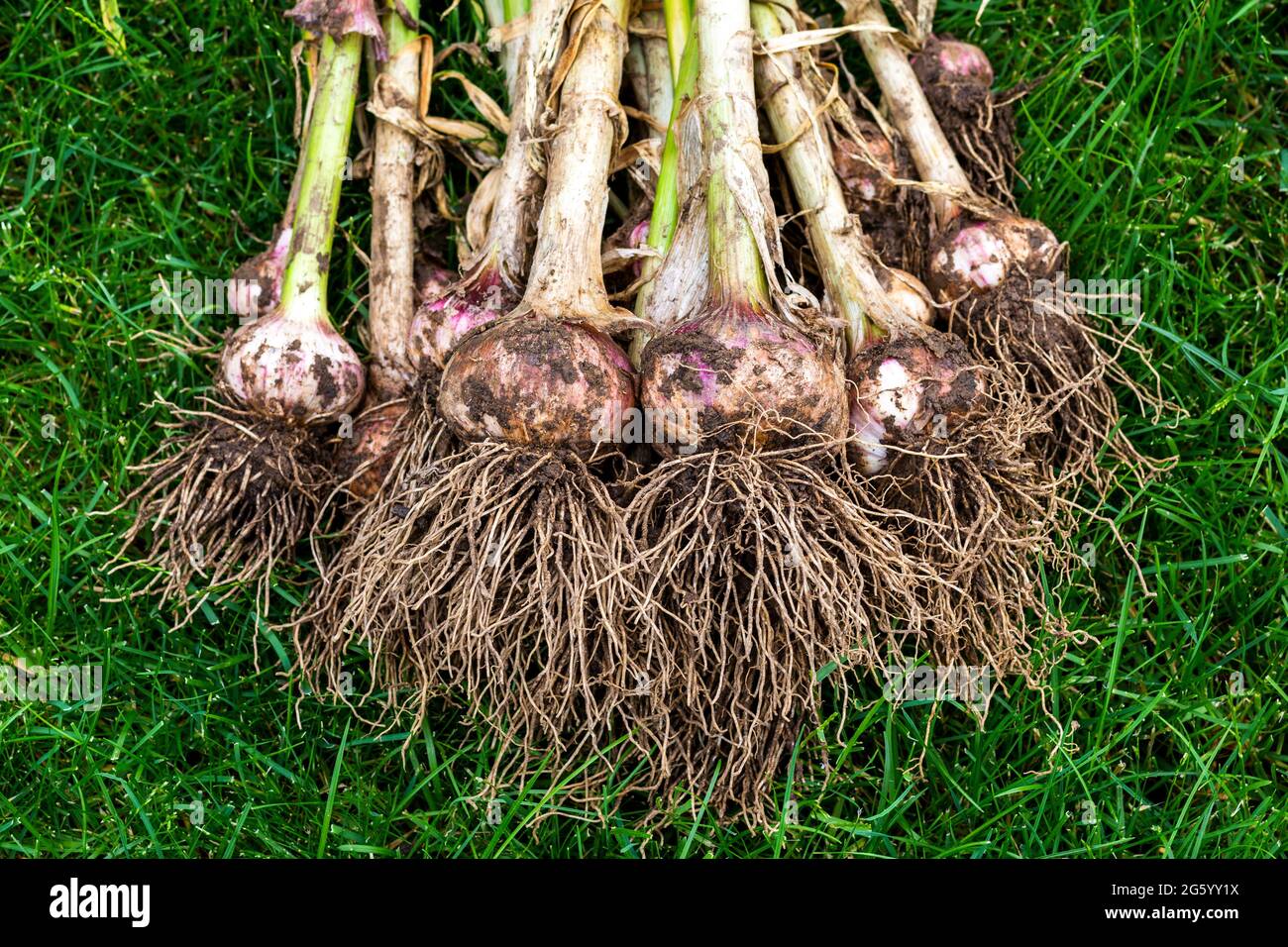 Garlic (Allium sativum), vegetables. (CTK Photo/Marketa Hofmanova Stock ...