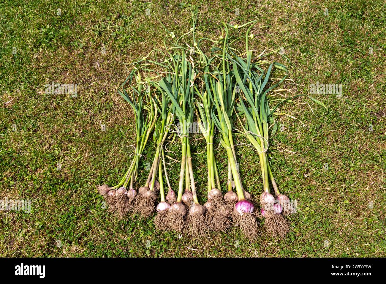 Garlic (Allium sativum), vegetables. (CTK Photo/Marketa Hofmanova Stock ...