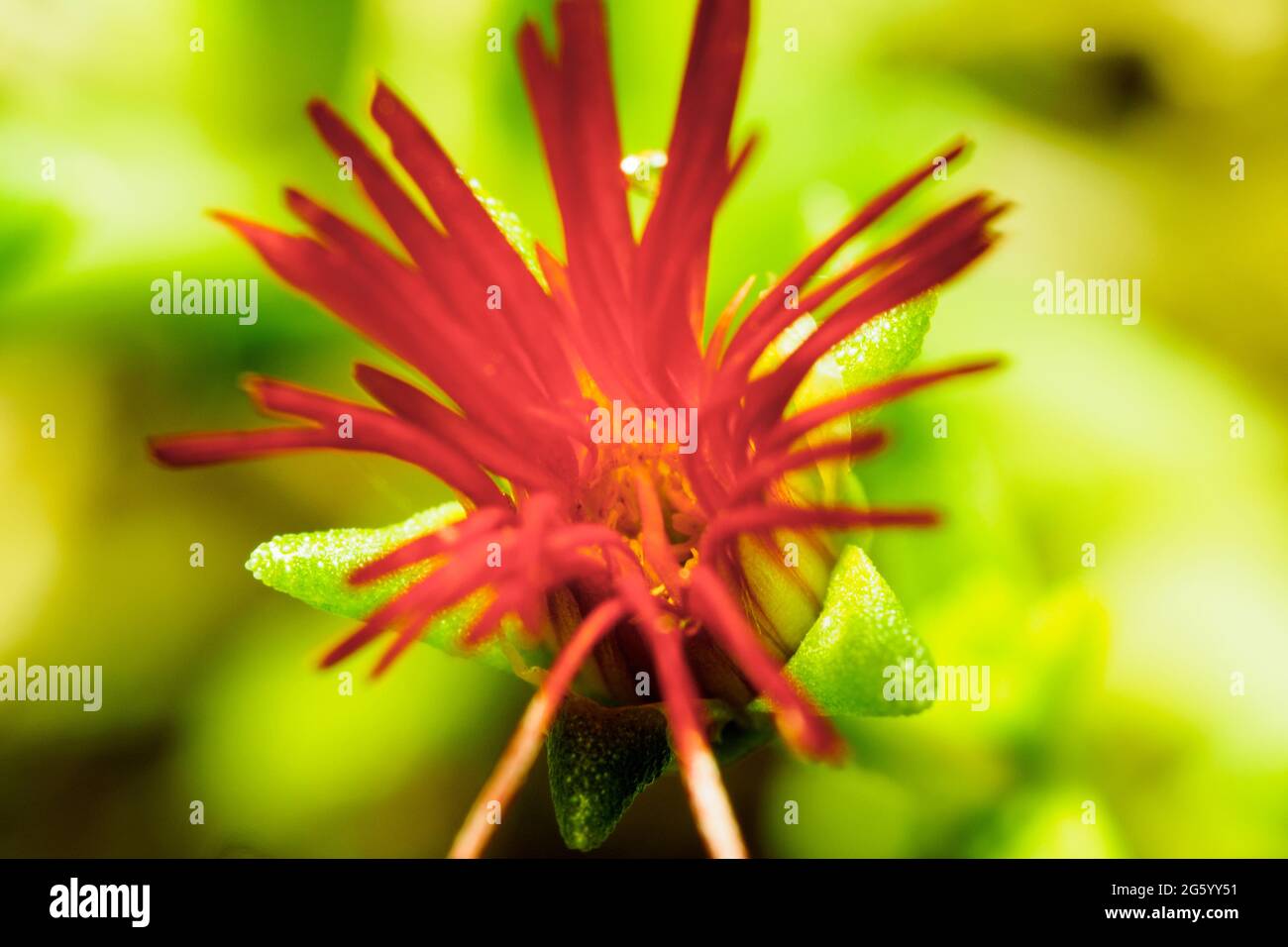 Malephora hi-res stock photography and images - Alamy