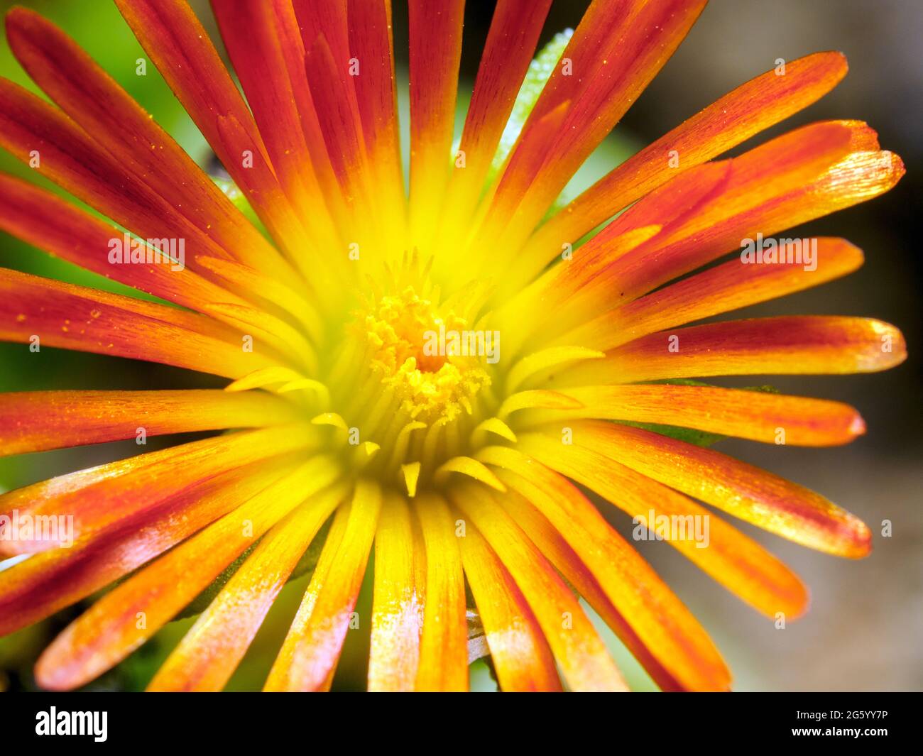 Ice plant flower hi-res stock photography and images - Alamy