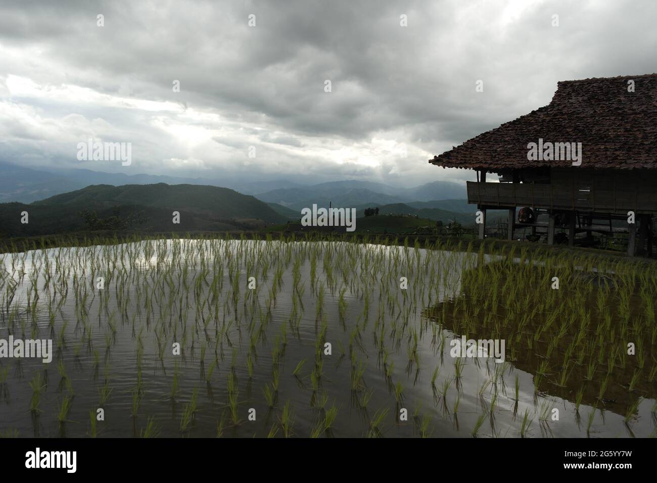 Terraced Rice Fields and Bamboo Hut in Pa Pong Piang, Chiang Mai ...